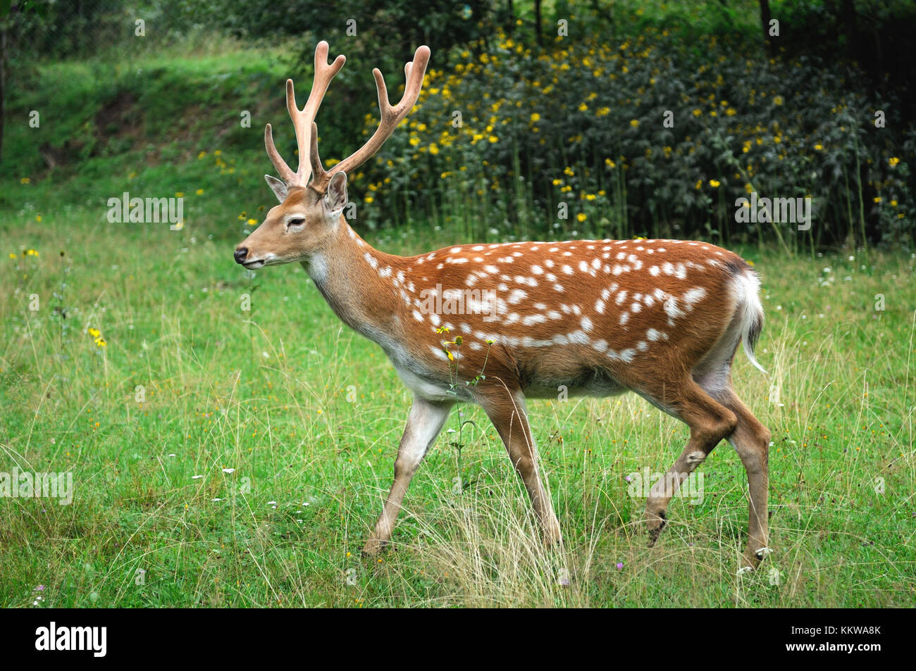 Deer on a background of wild nature Stock Photo - Alamy