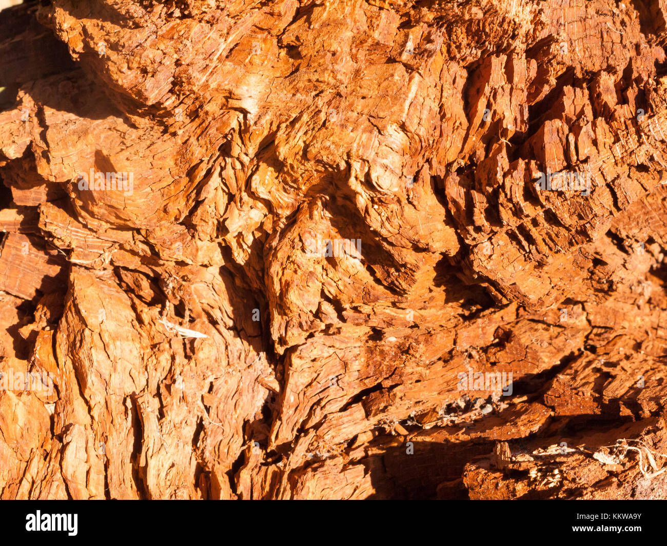 close up dead brown wood stump rotting cracked texture background ...