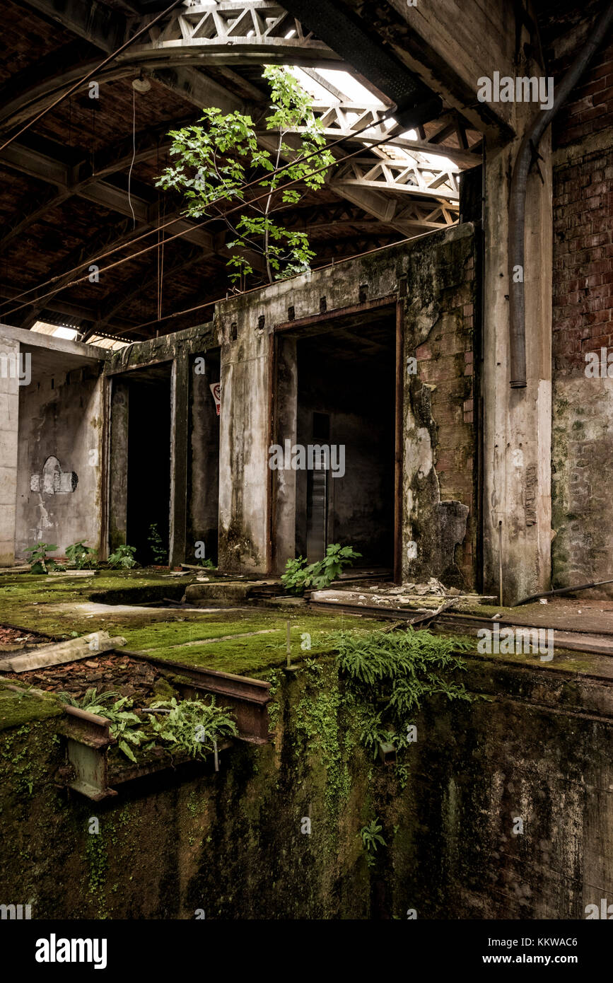 Ferns, moss and plants growing in abandoned factory Stock Photo - Alamy