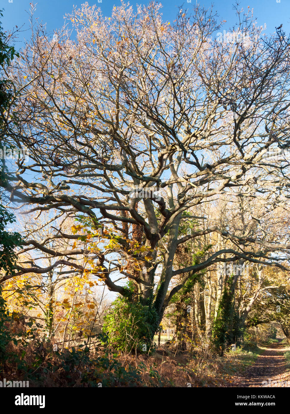bare branches oak autumn no people many branches brown no leaves empty ...