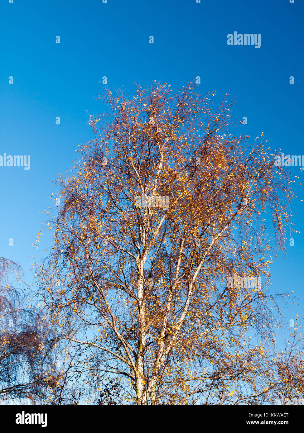 autumn red leaf tree branches bare sky blue background; essex; england ...