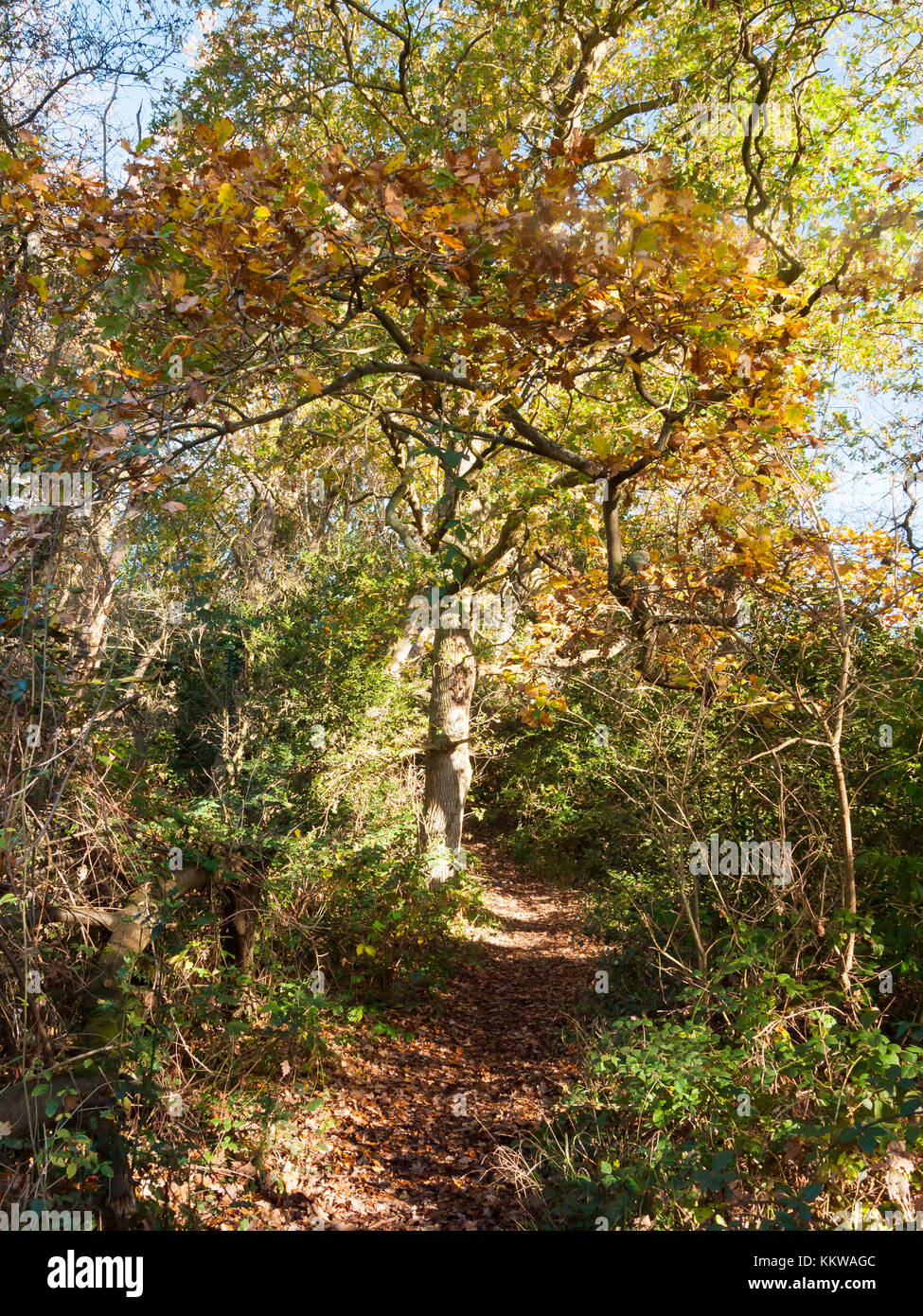 stunning autumn sunny trees walkway path leaves fall ; essex; england ...
