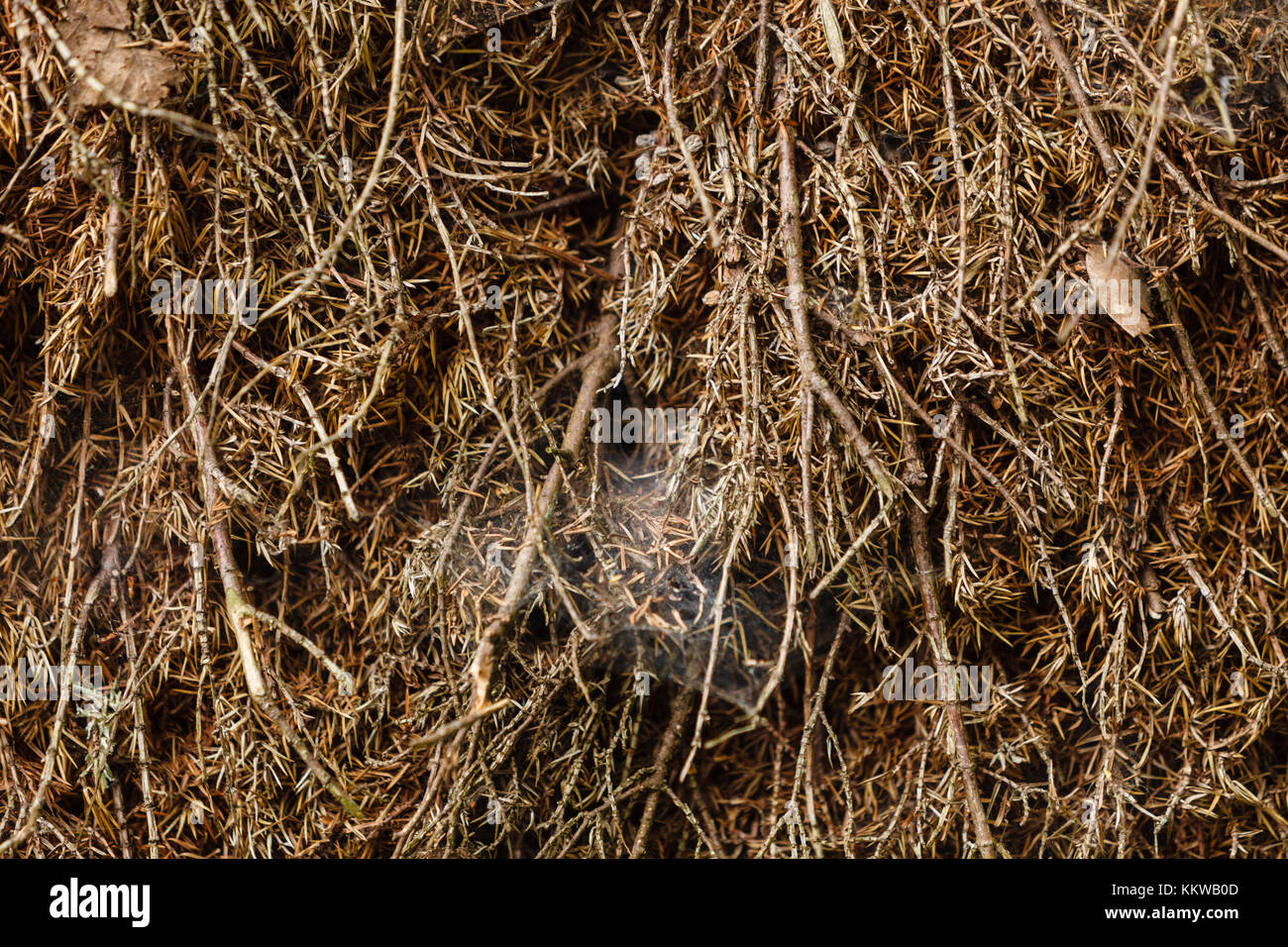 Patterns and textures details concept. Detailed closuep of dry dark hay ...
