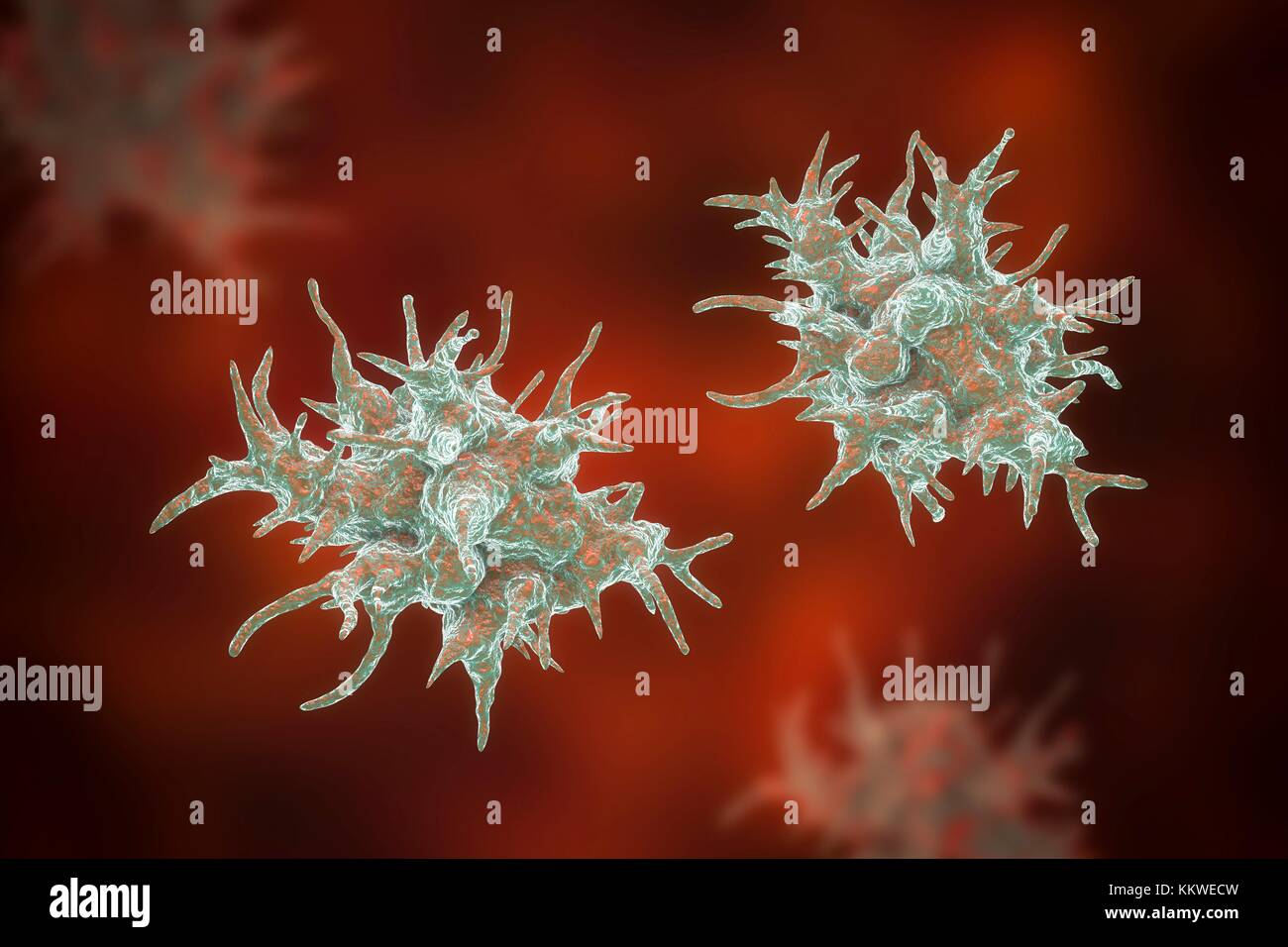 Acanthamoeba castellanii amoeba, computer illustration. This is the ...