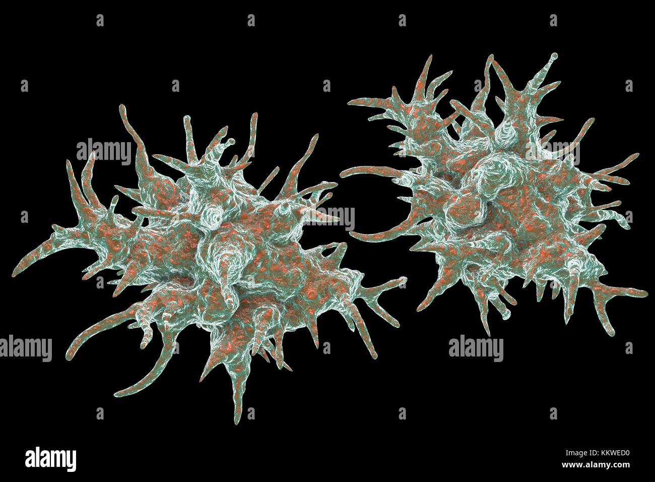 Acanthamoeba eye hi-res stock photography and images - Alamy