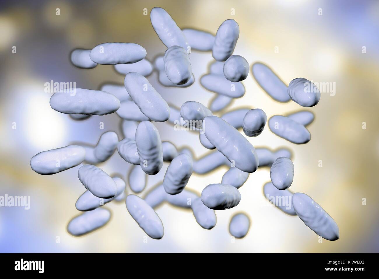 Hacek organism hi-res stock photography and images - Alamy