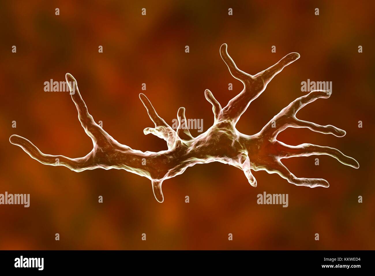 Balamuthia mandrillaris amoeba, computer illustration. This is the ...