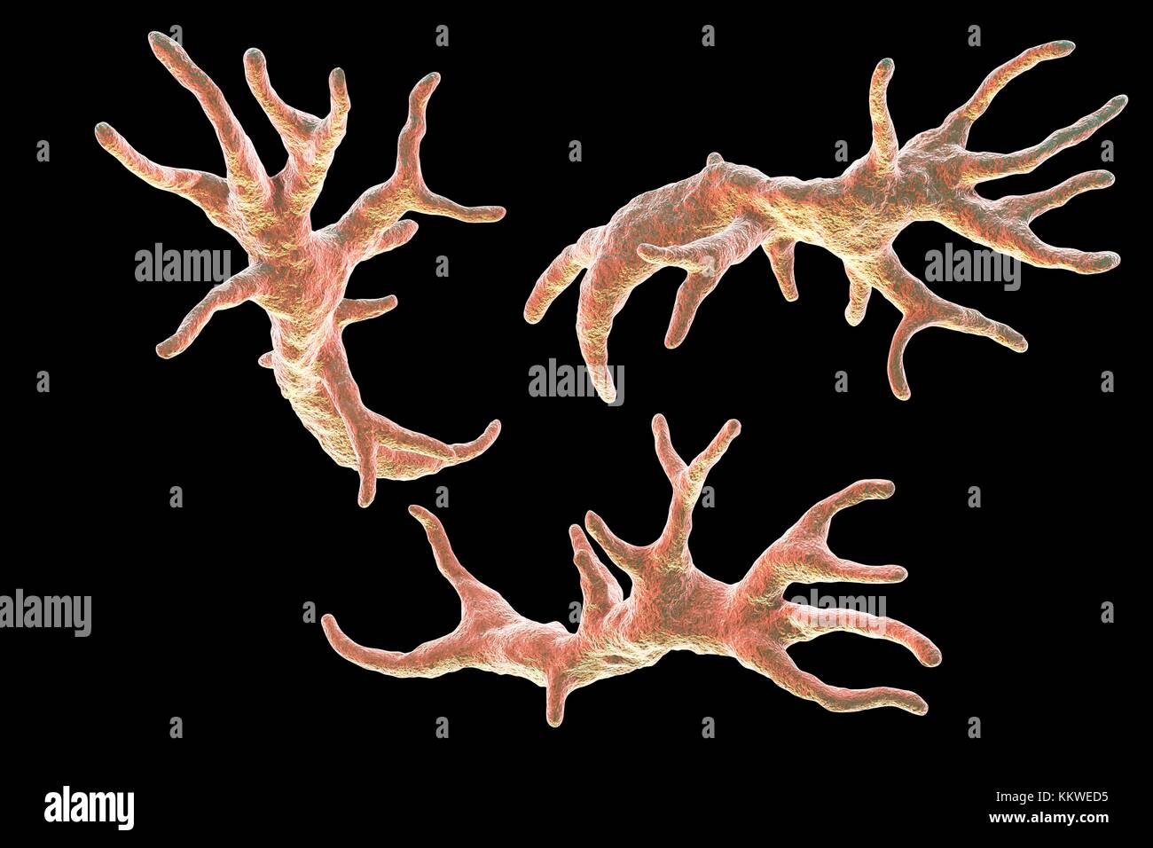 Balamuthia mandrillaris amoeba, computer illustration. This is the ...