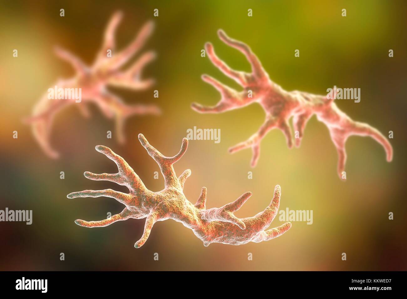 Trophozoite hi-res stock photography and images - Alamy