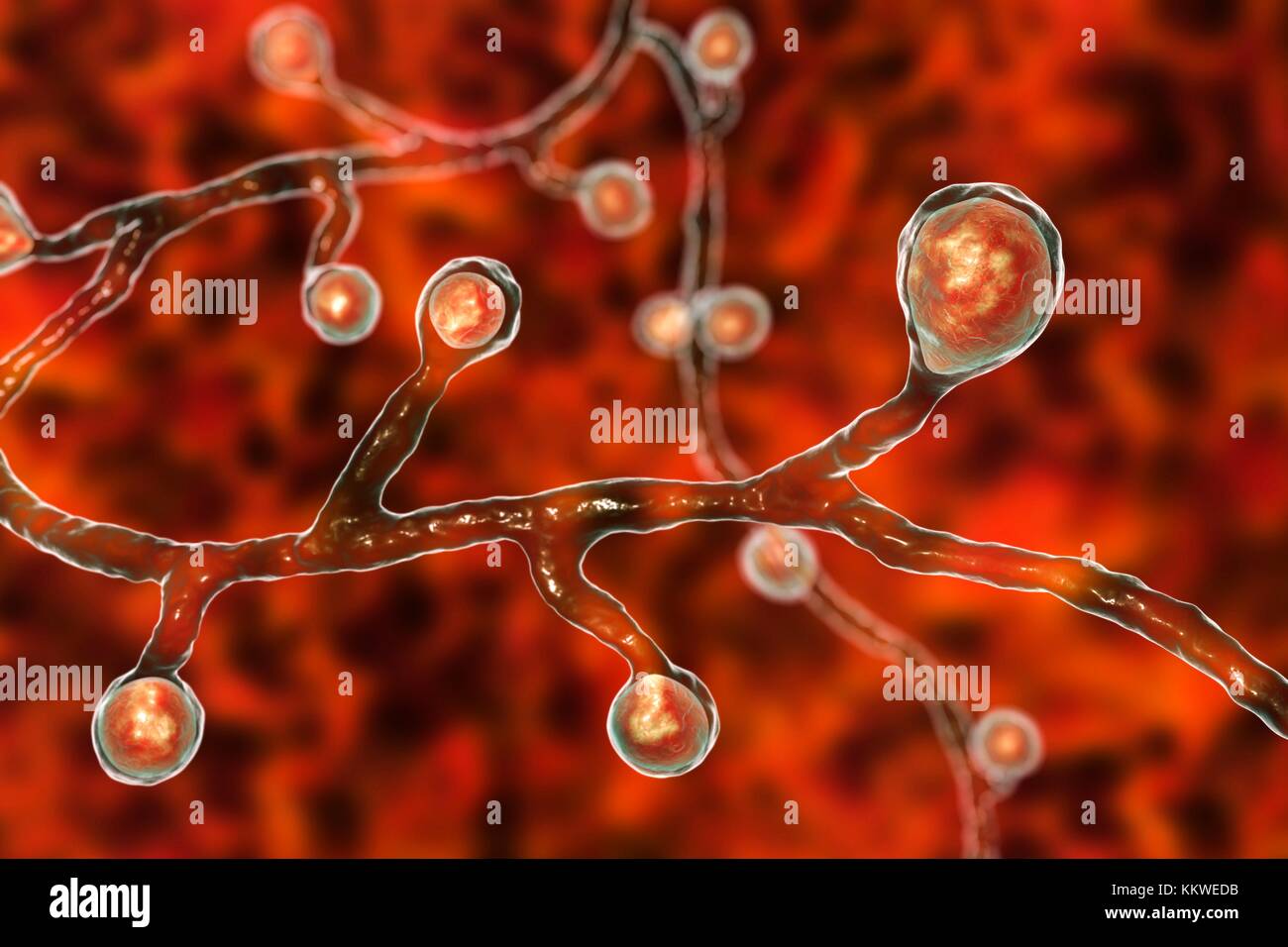 Blastomyces dermatitidis fungus, computer illustration. This fungus is ...