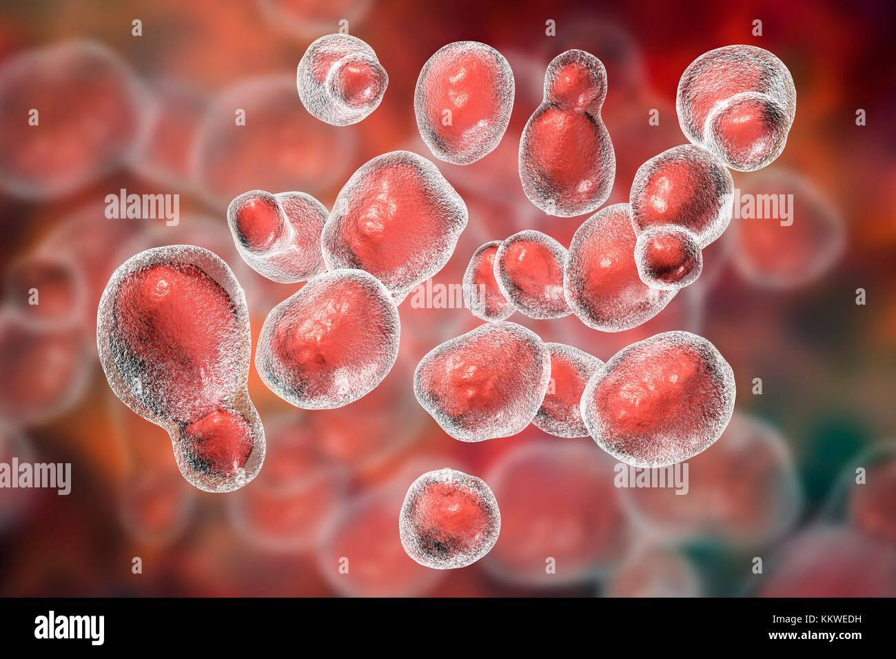 Cryptococcus hi-res stock photography and images - Alamy