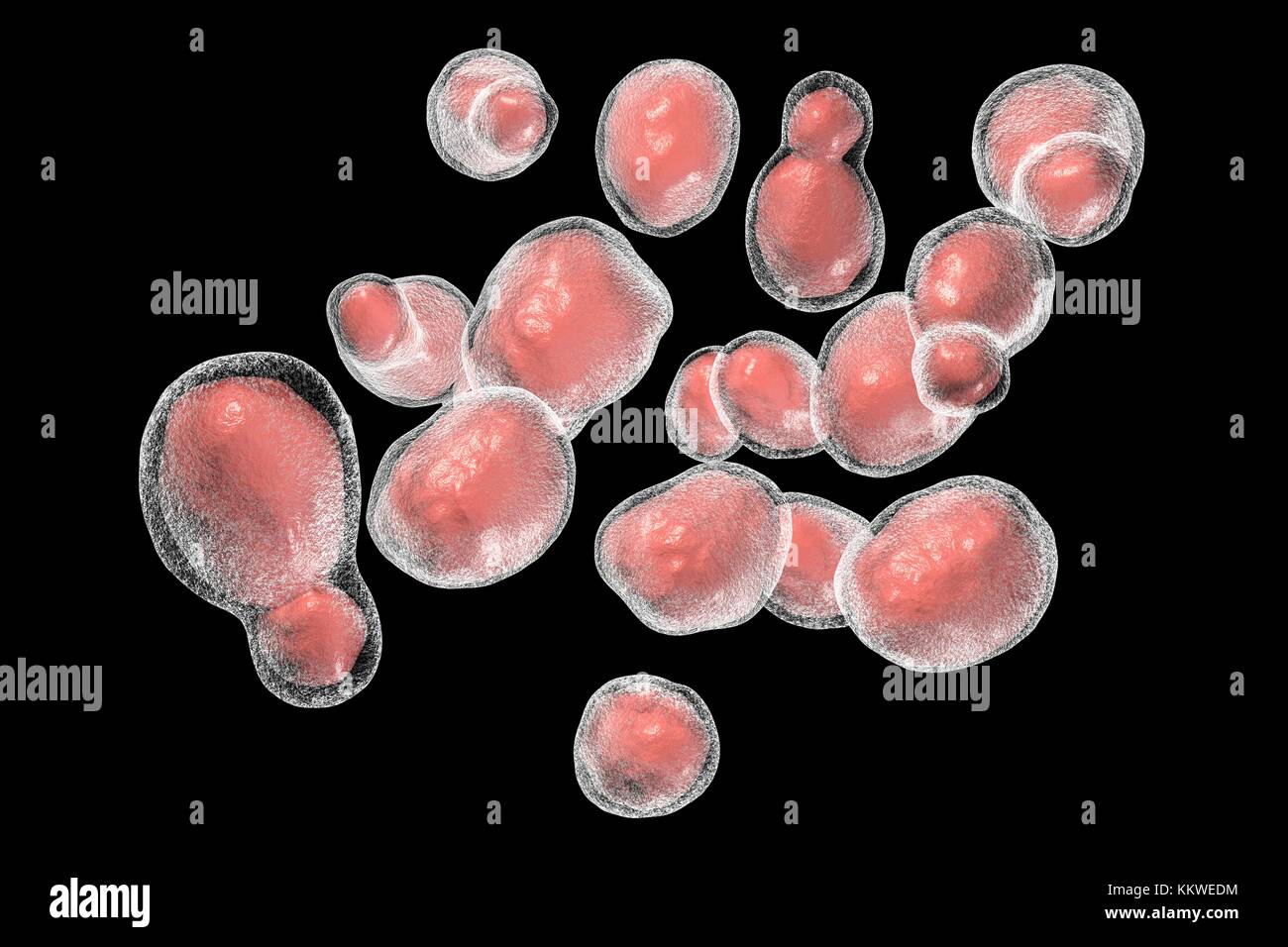 Cryptococcus hi-res stock photography and images - Alamy