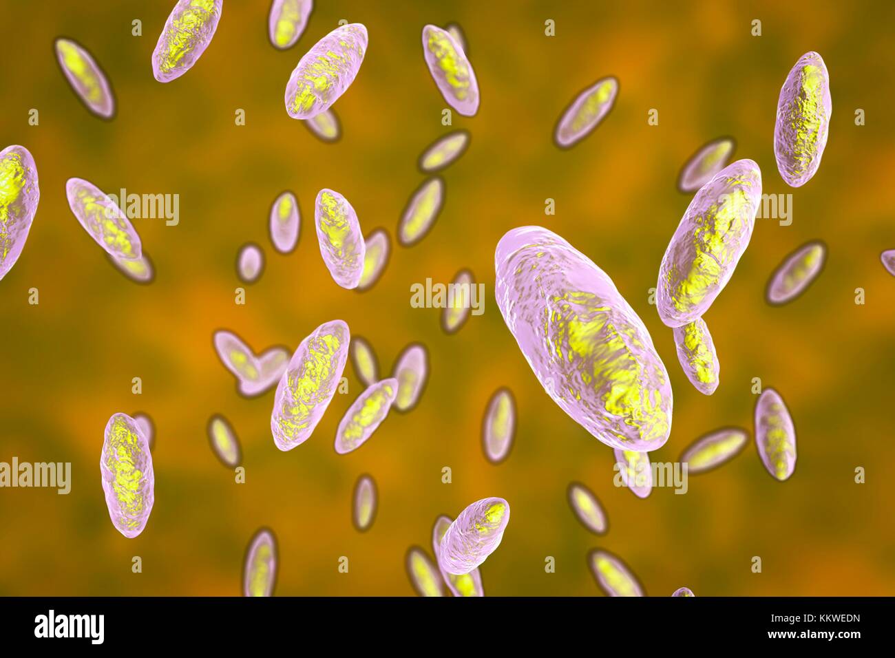 Kingella kingae hi-res stock photography and images - Alamy