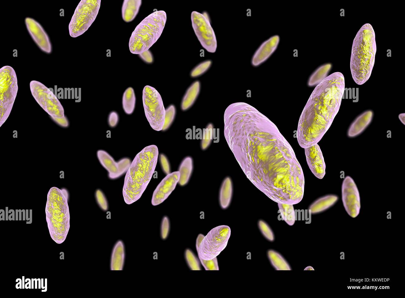Kingella kingae bacteria, computer illustration. K. kingae is a Gram ...