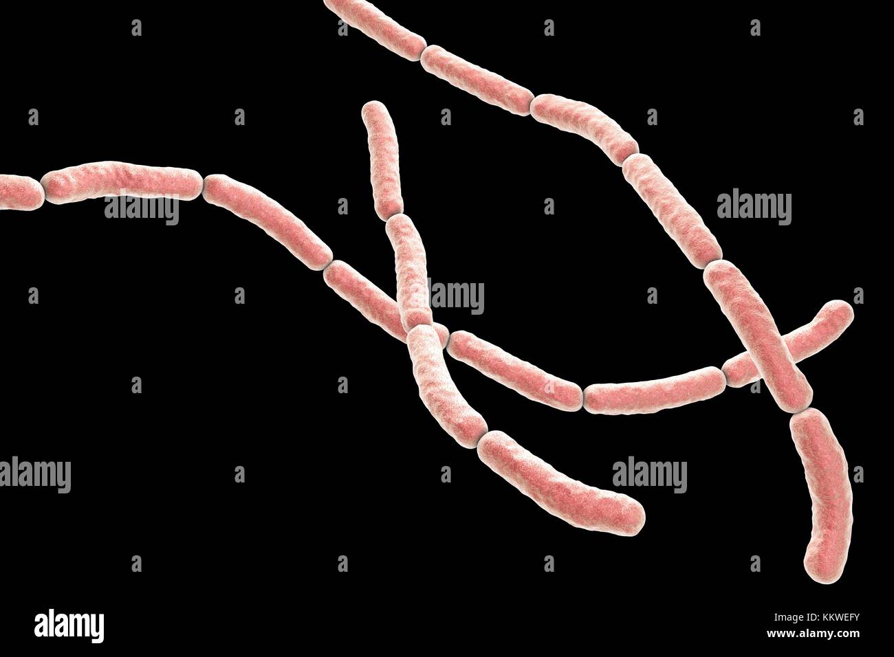 Rat bite fever bacteria. Computer illustration of chains of ...