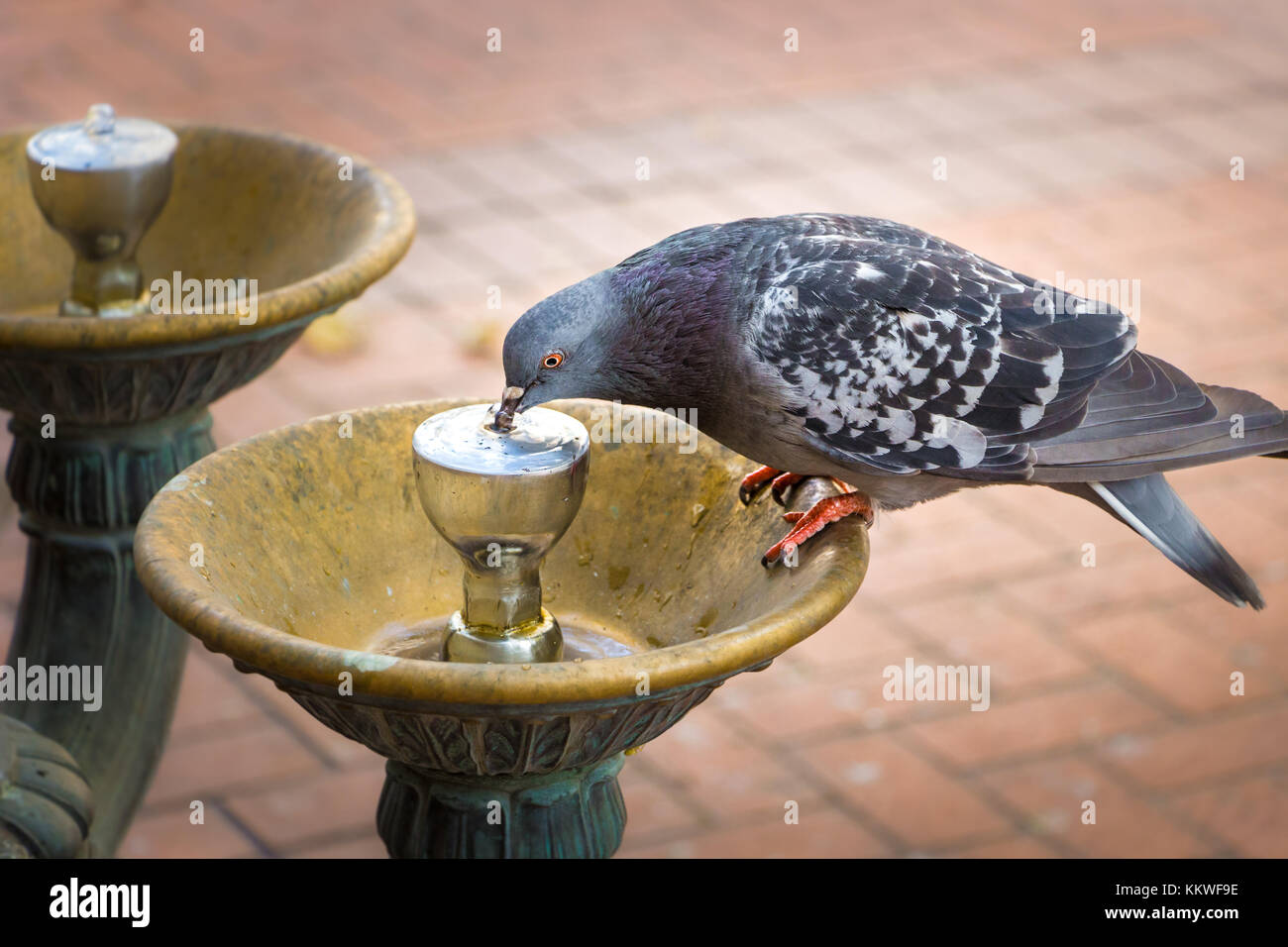 A Pigeon is drinking water from a Benson Bubbler public bronze drinking ...