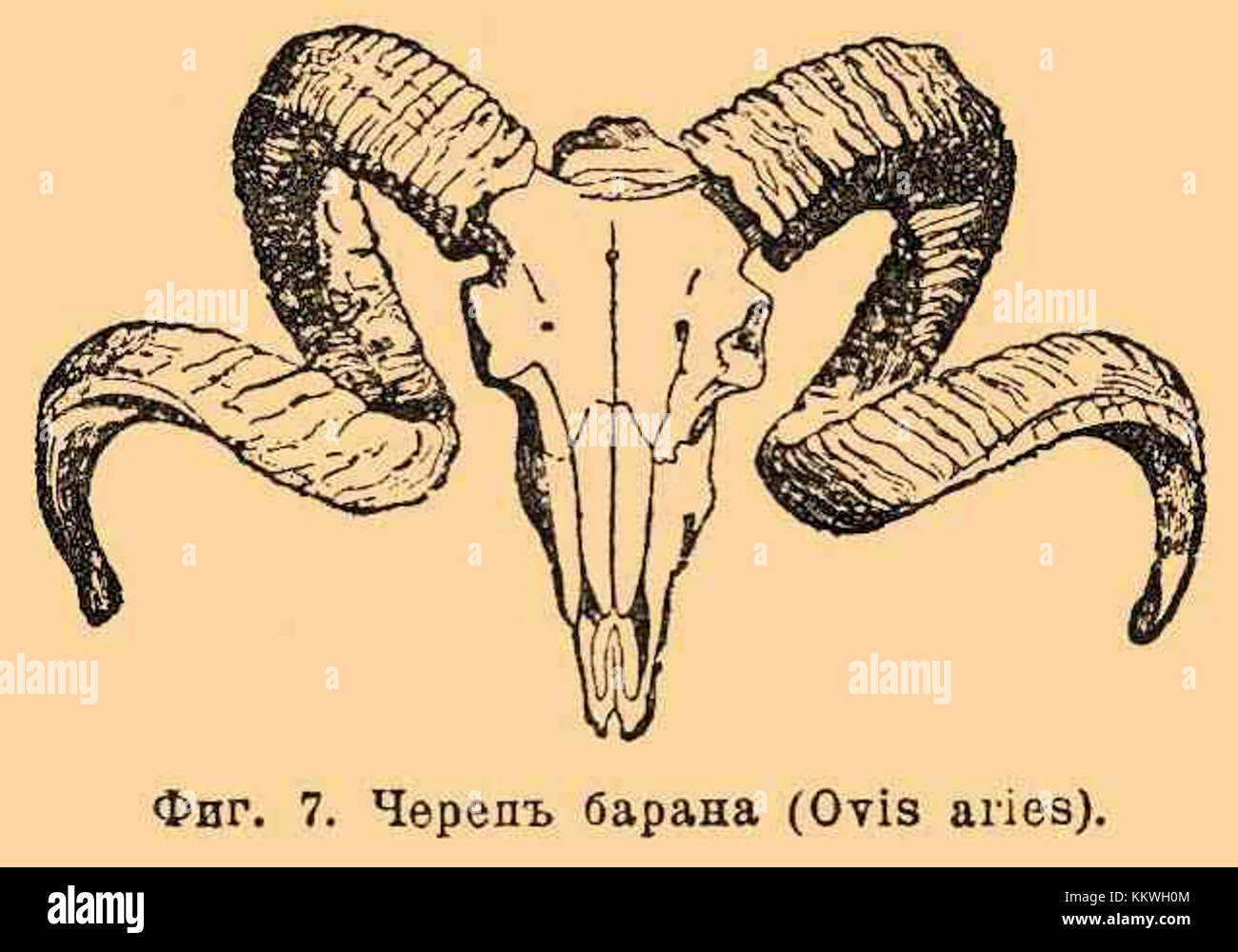 Ovis aries skull Stock Photo - Alamy