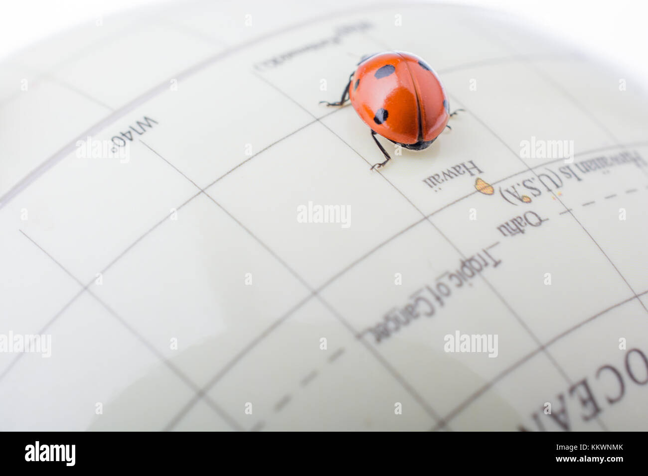 Beautiful photo of red ladybug walking around objects Stock Photo - Alamy