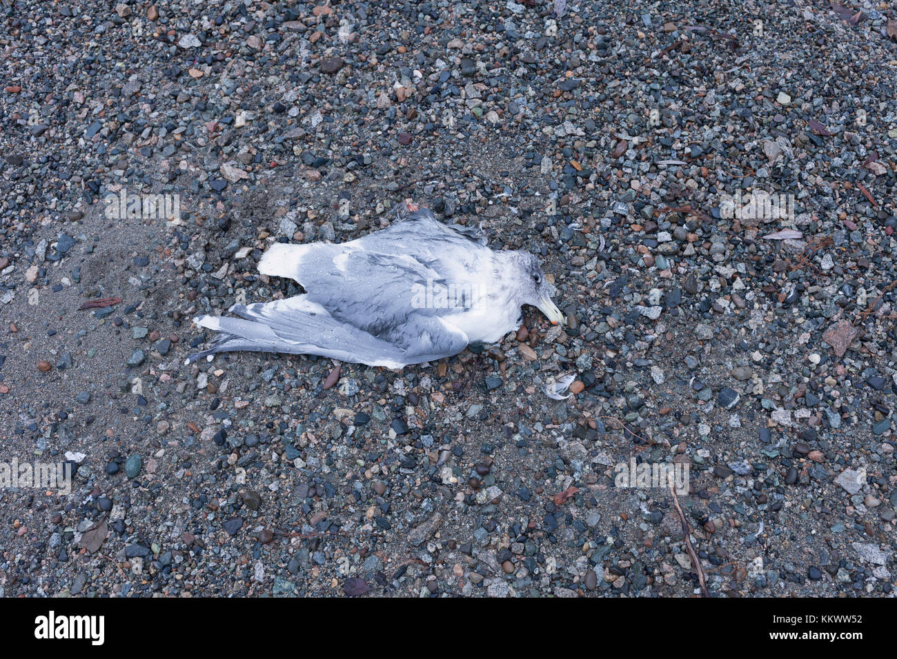 Dead seagull hi-res stock photography and images - Alamy