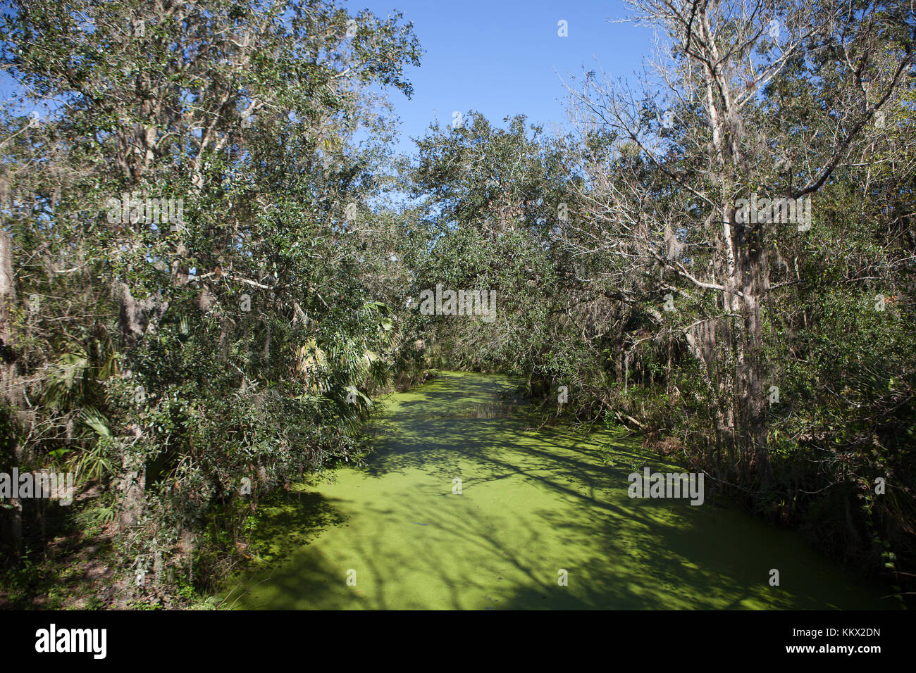 Young alligators in captivity at Jungle Adventures Wildlife Park ...