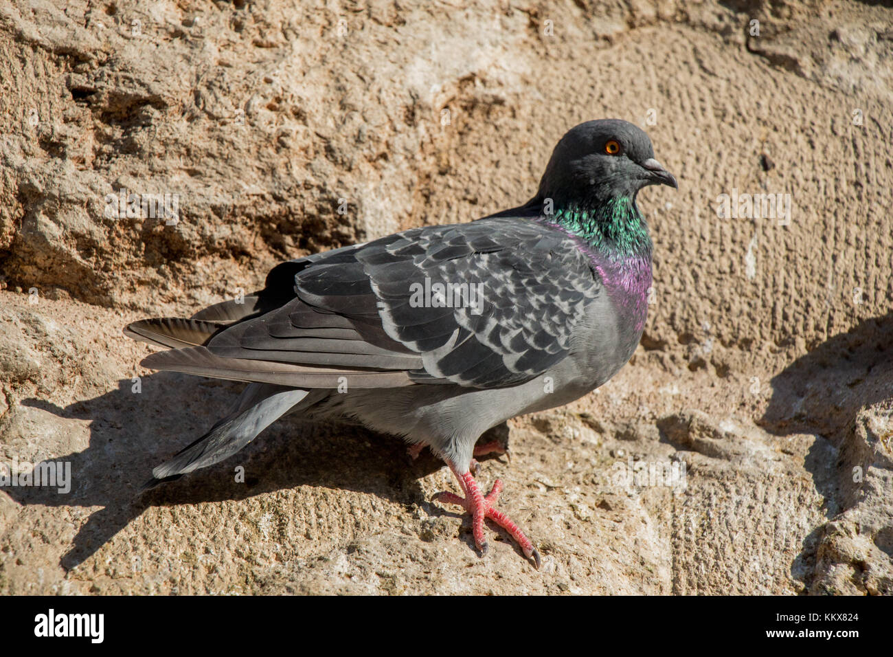 Single pigeon sitting on a rock background Stock Photo - Alamy