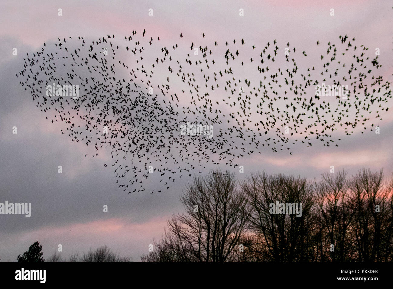 Peregrine falcon starlings hi-res stock photography and images - Alamy