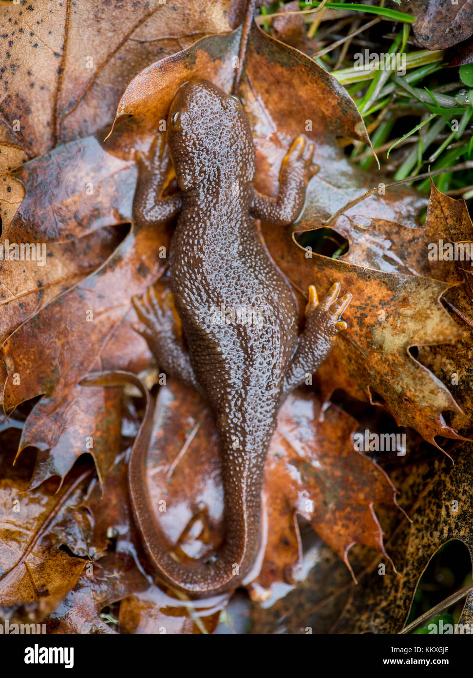 Rough skinned newt hi-res stock photography and images - Alamy