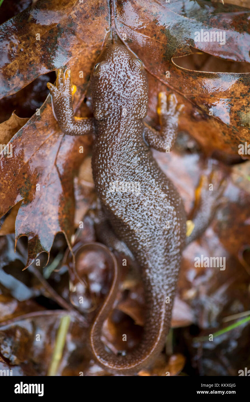 Newts mating hi-res stock photography and images - Alamy