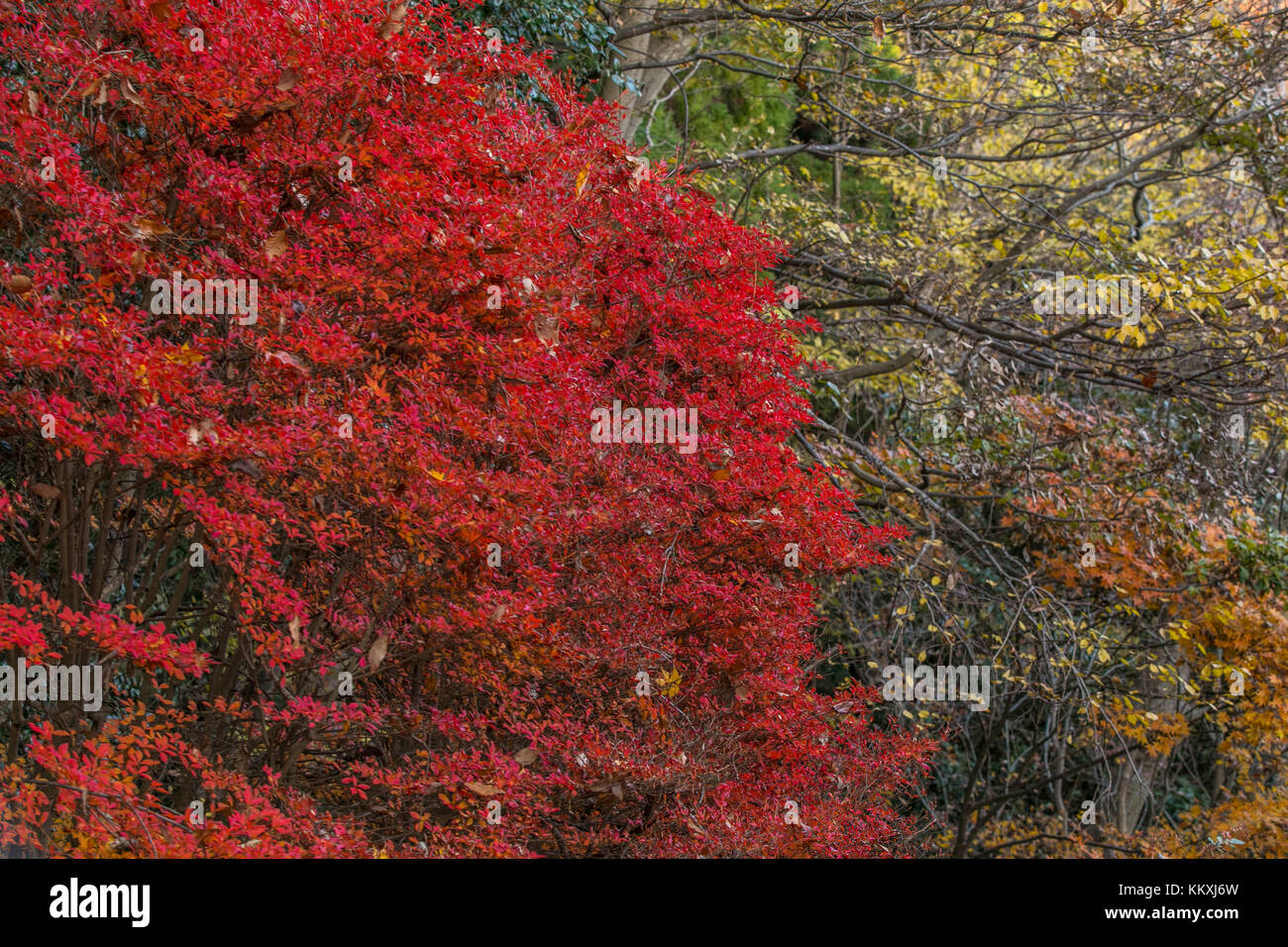 Mount Takao, Japan. 2nd December, 2017. Autumn foliage can still be ...