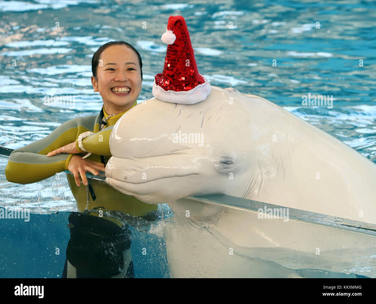 Yokohama, Japan. 2nd Dec, 2017. A beluga wears a Santa hat to attract ...