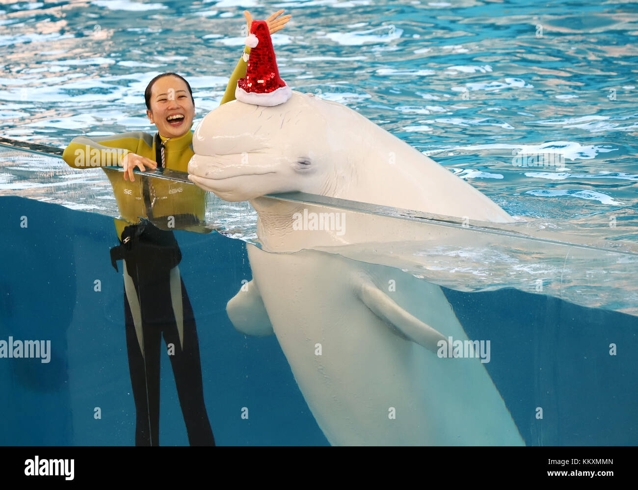 Yokohama, Japan. 2nd Dec, 2017. A beluga wears a Santa hat to attract ...