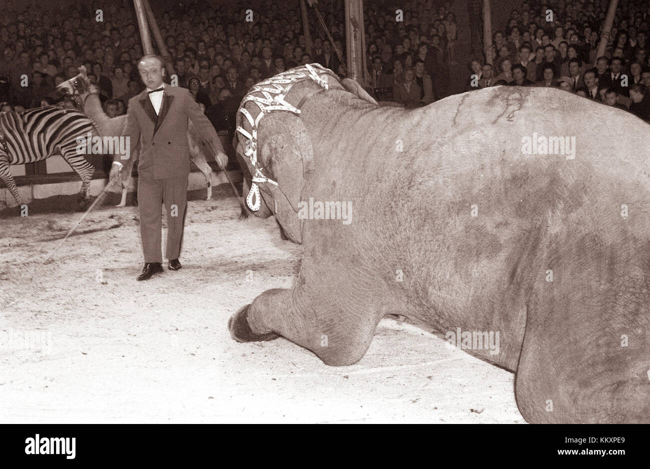 The opening performance of the Busch Circus in Maribor, Slovenia, in ...