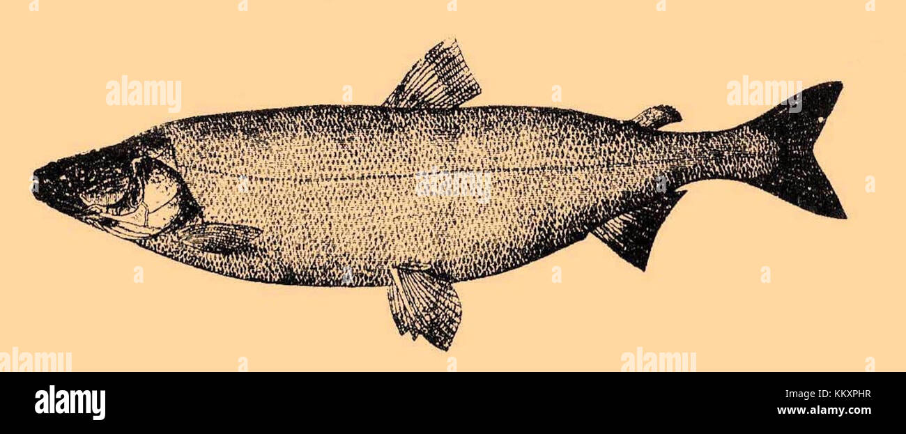 Stenodus leucichthys, commonly known as the sheefish, is a species of ...