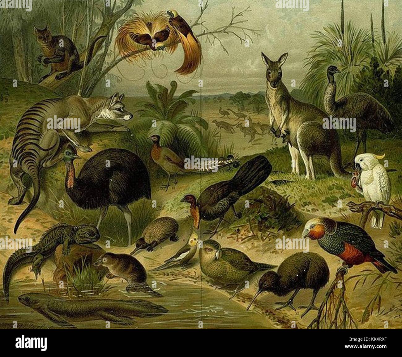 This image showcases various species of Australian fauna, reflecting ...