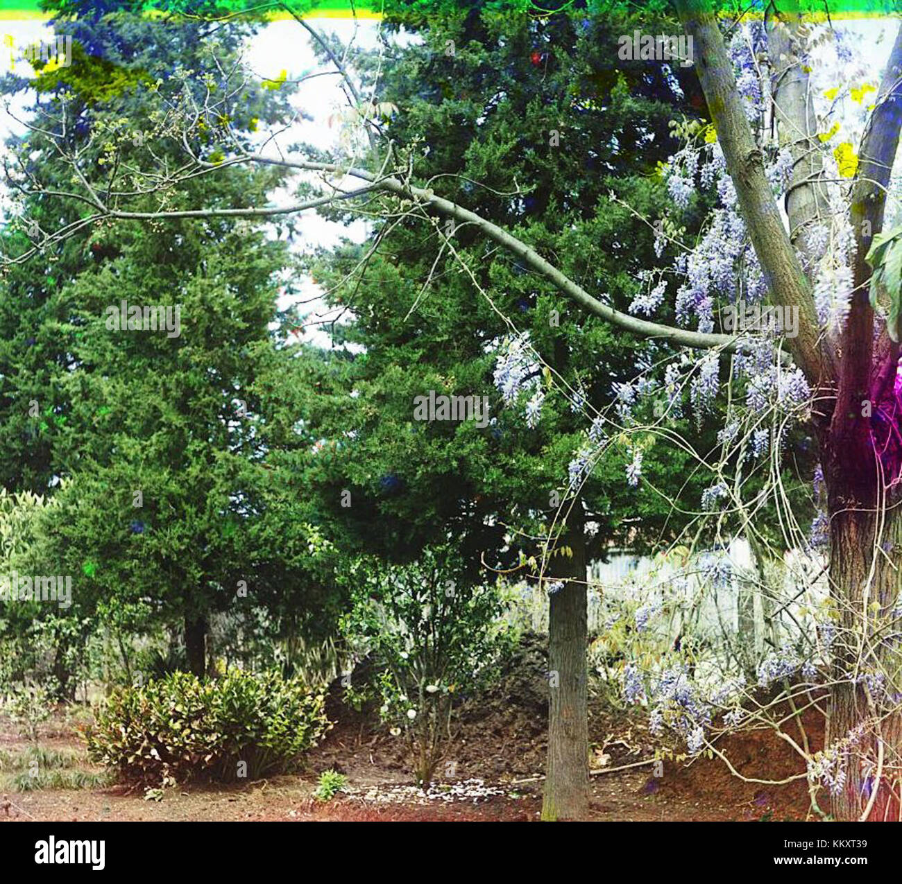 Glitsini is a location in Batum (now Batumi, Georgia), known for its ...