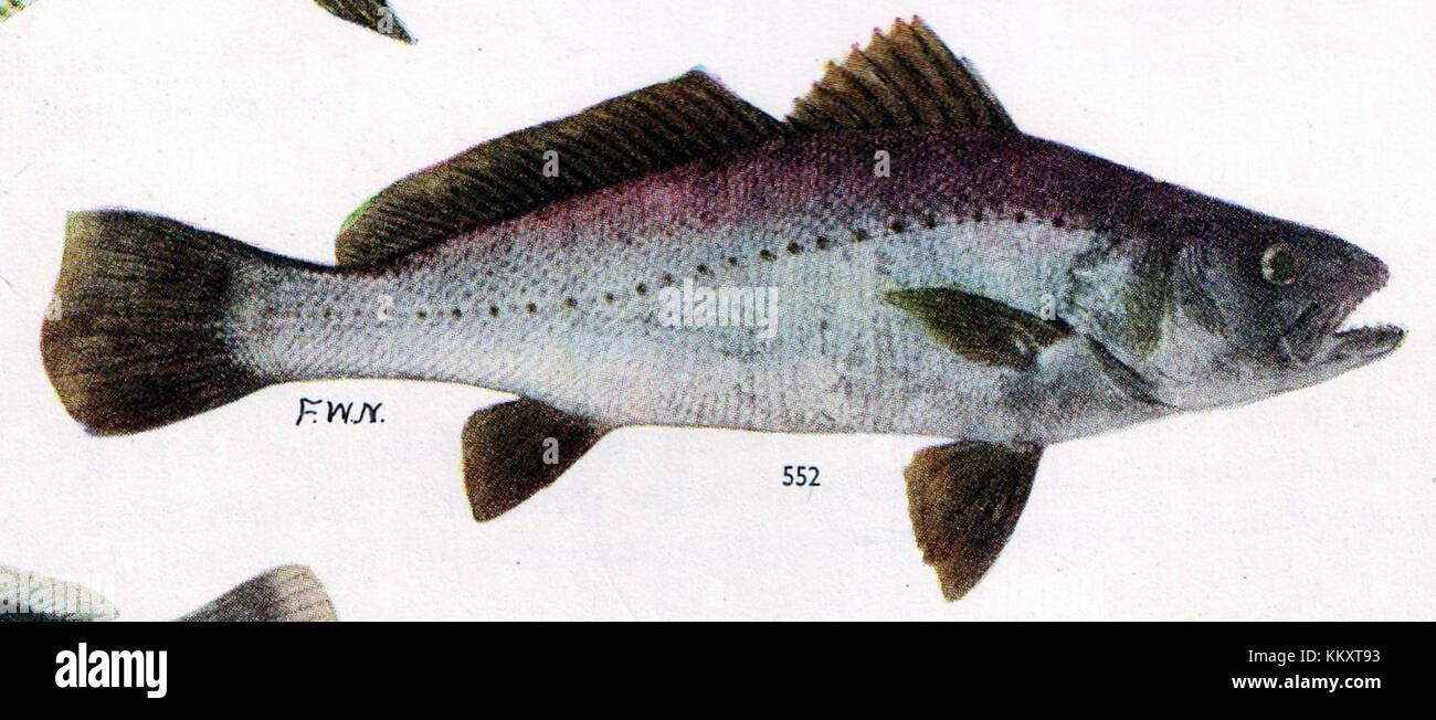 Kabeljou hi-res stock photography and images - Alamy