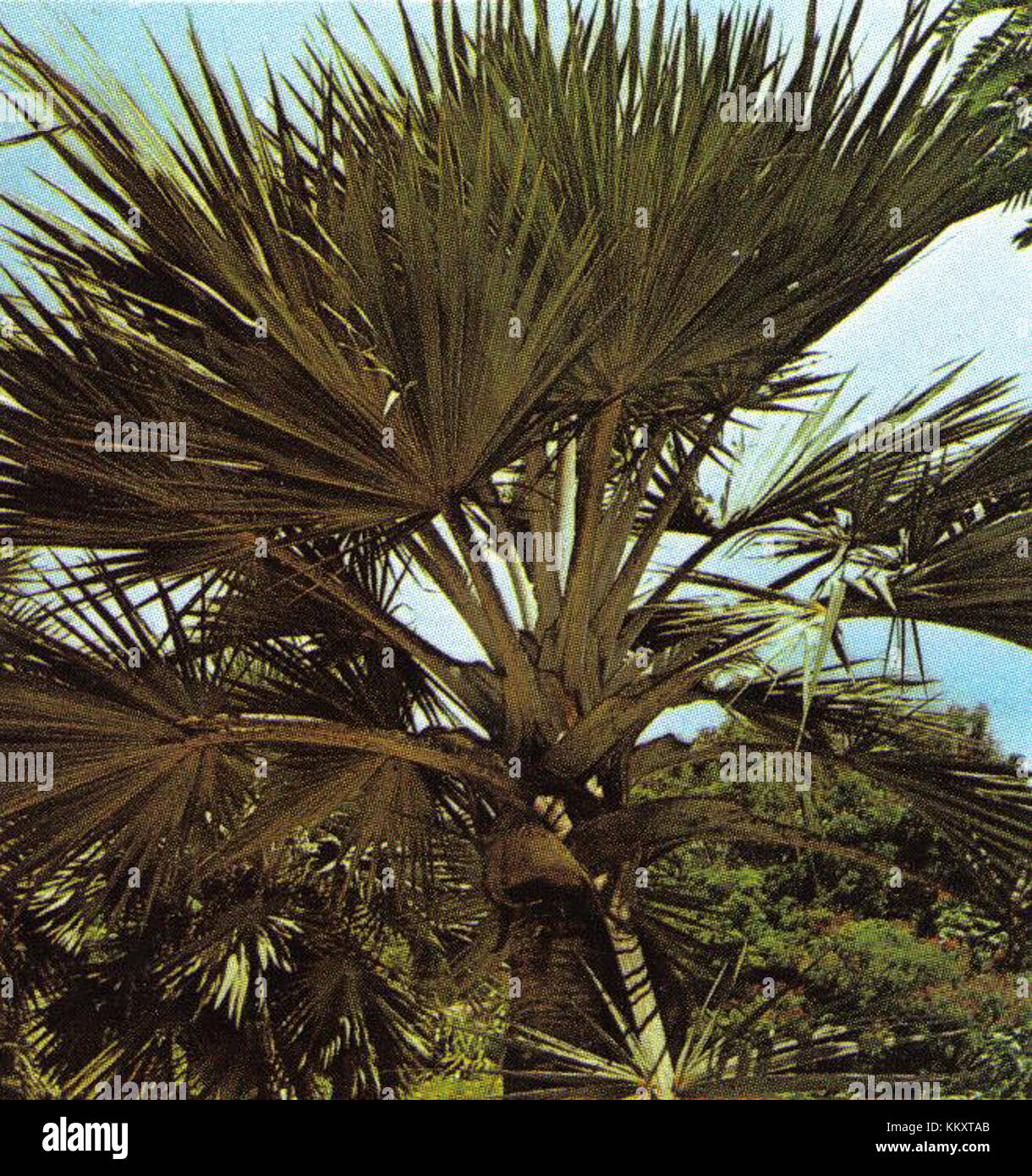 The Latanier palm, native to the Seychelles, is known for its unique ...