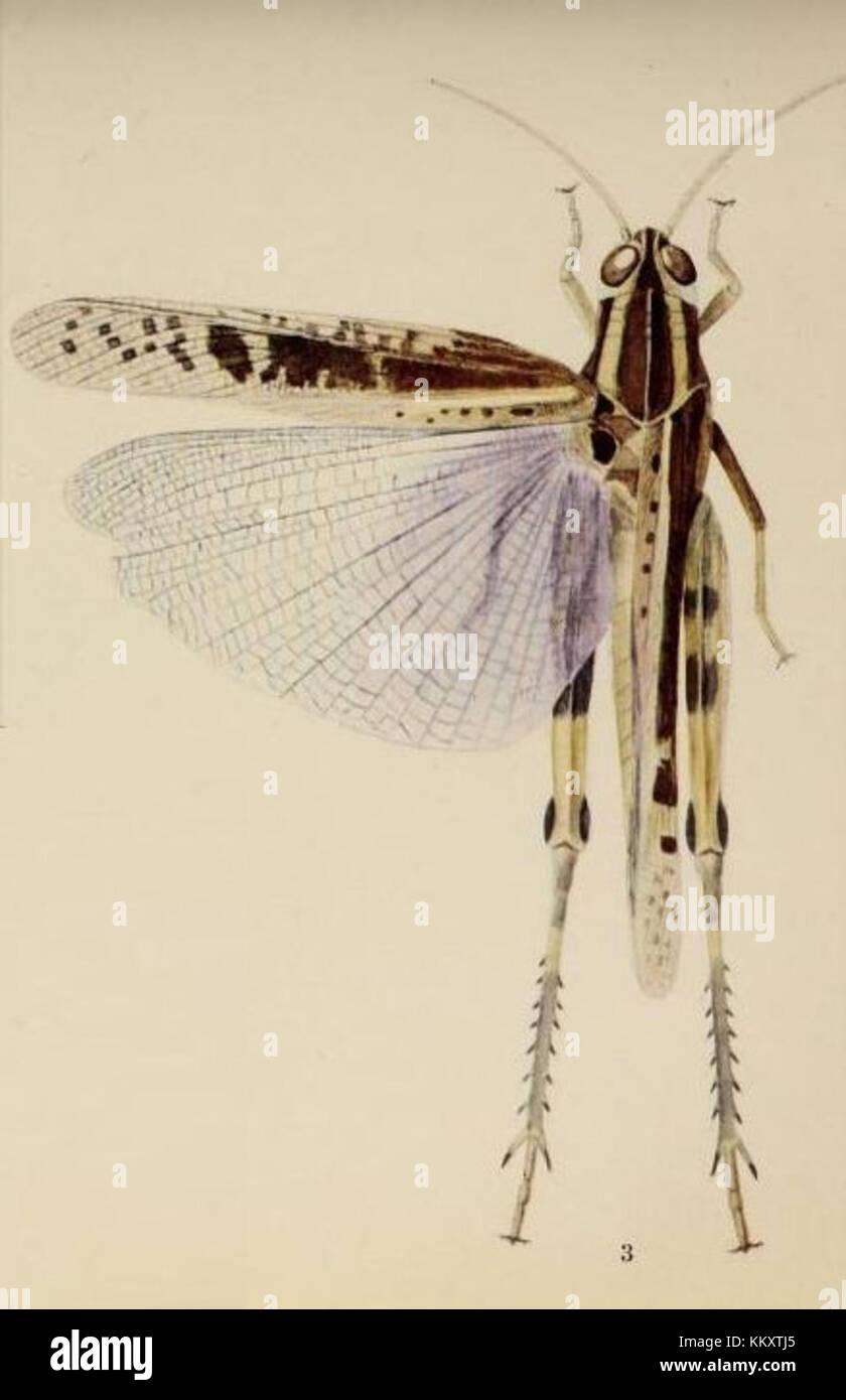 Pl.2 3 Sphodromerus gilli (Uvarov, 1929 Stock Photo - Alamy