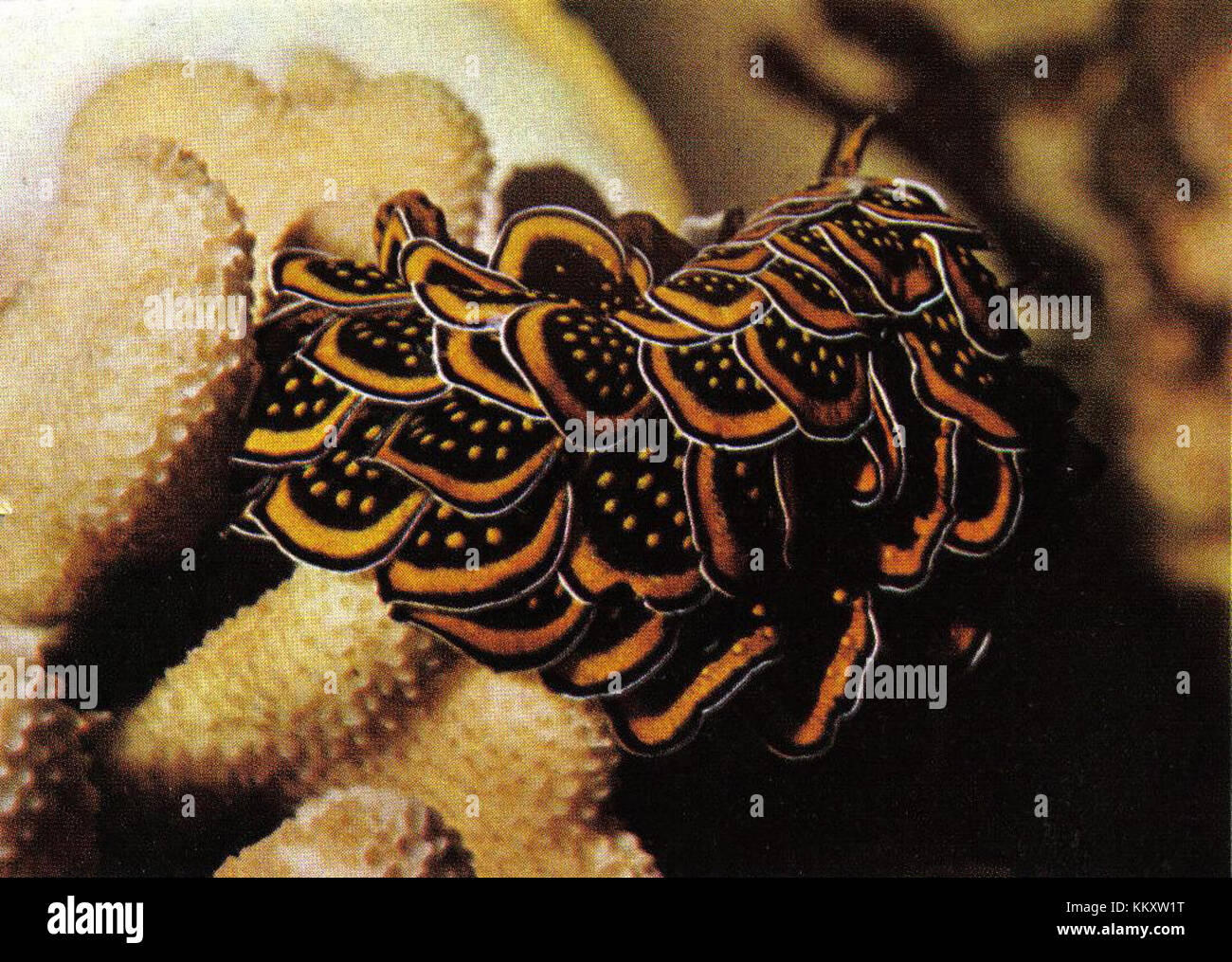 A sea slug found in the waters of the Seychelles, showcasing the ...