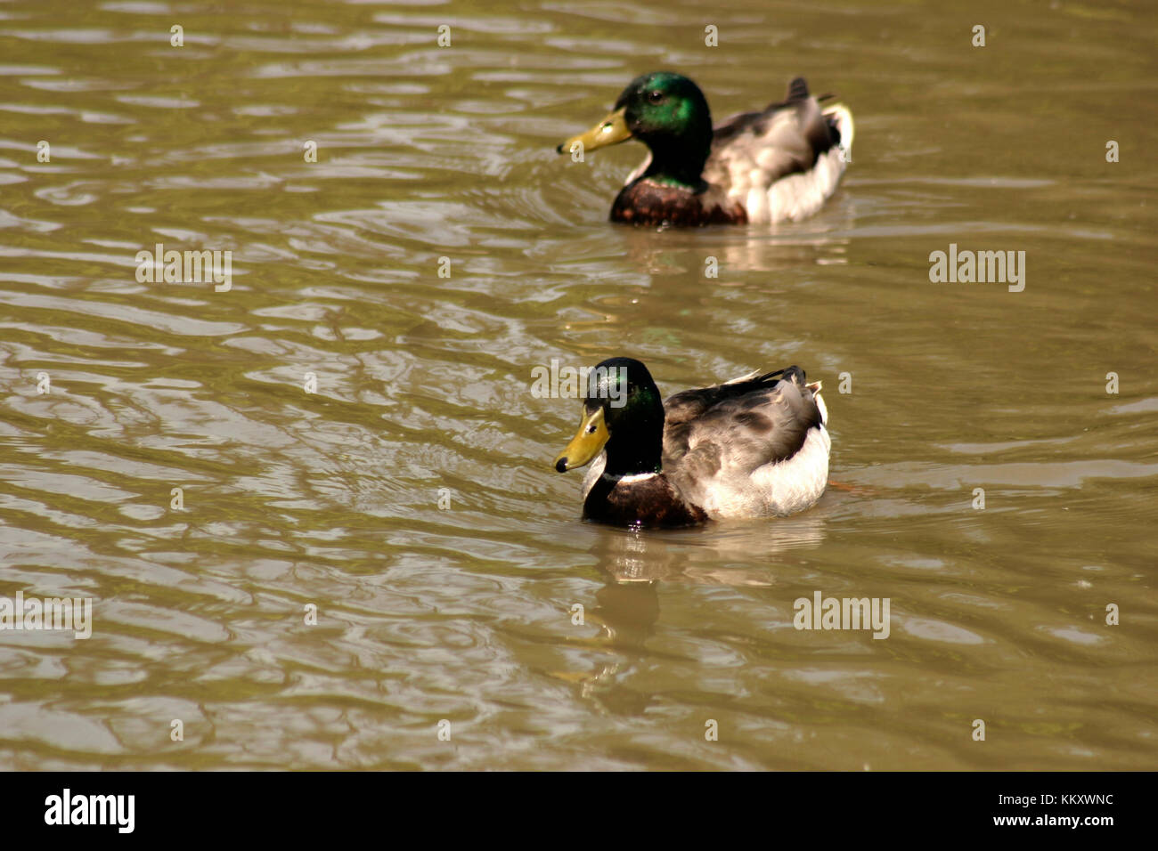 Mallard duck males on water Stock Photo - Alamy