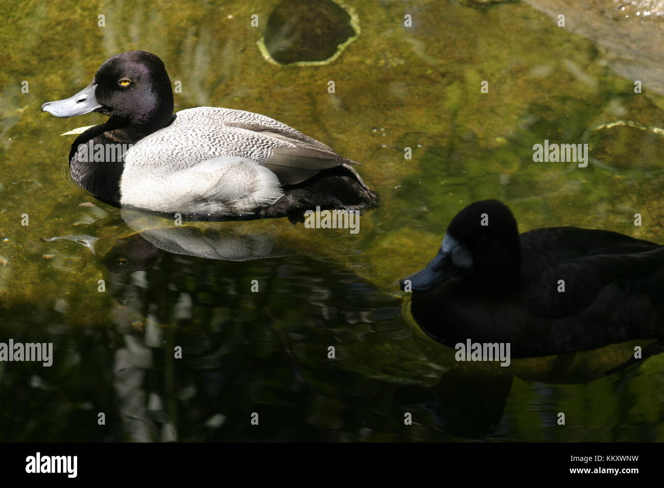 Bluebill duck hi-res stock photography and images - Alamy