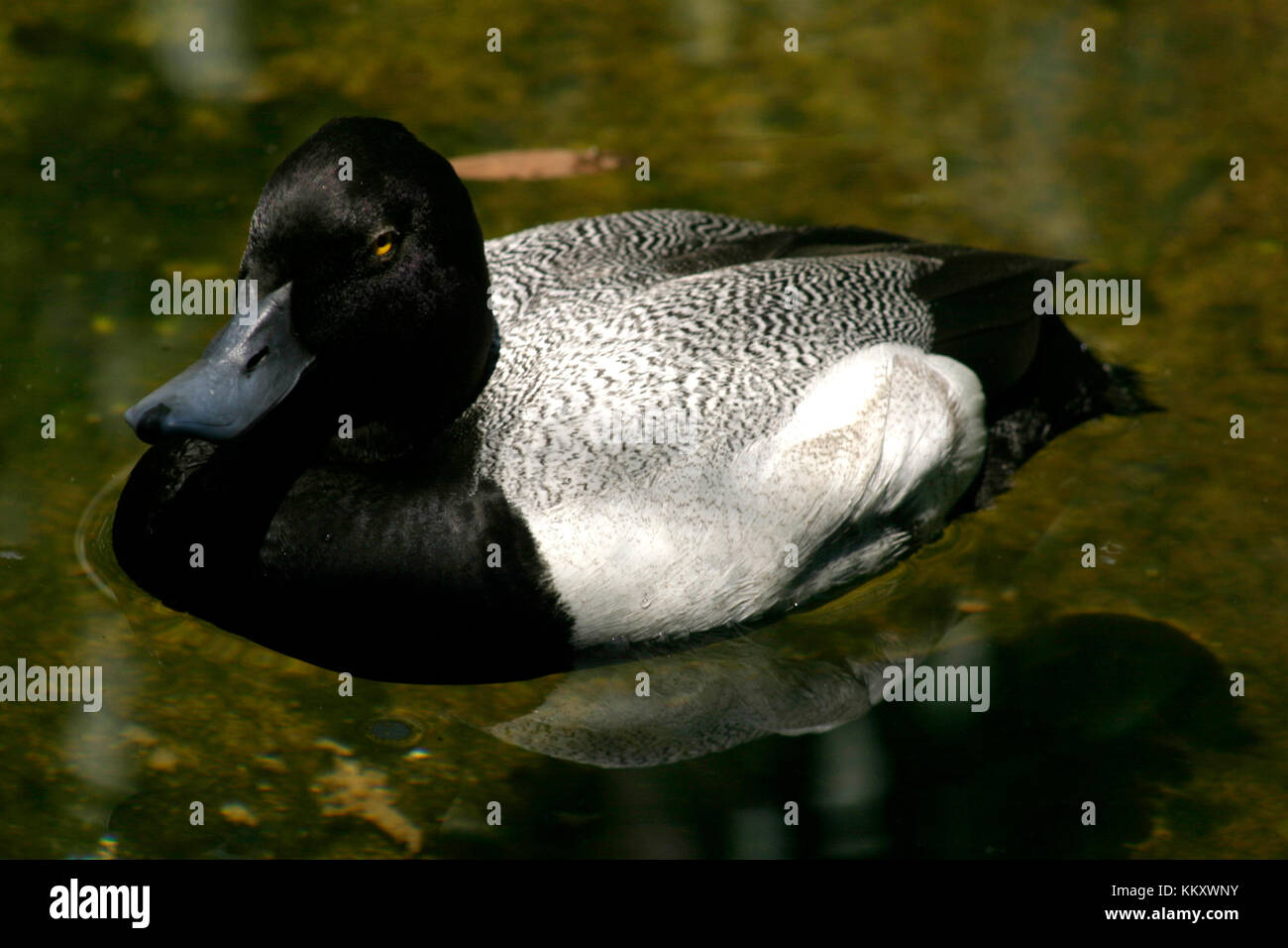 Greater scaup duck male Stock Photo - Alamy