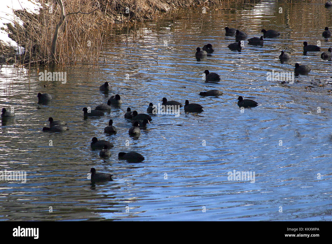 Group of coots hi-res stock photography and images - Alamy