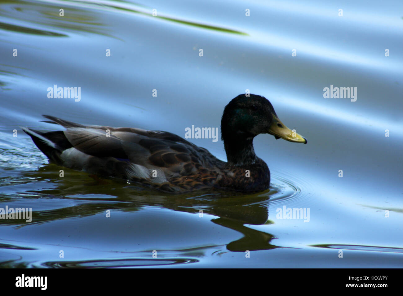 Mallard duck male on water Stock Photo - Alamy