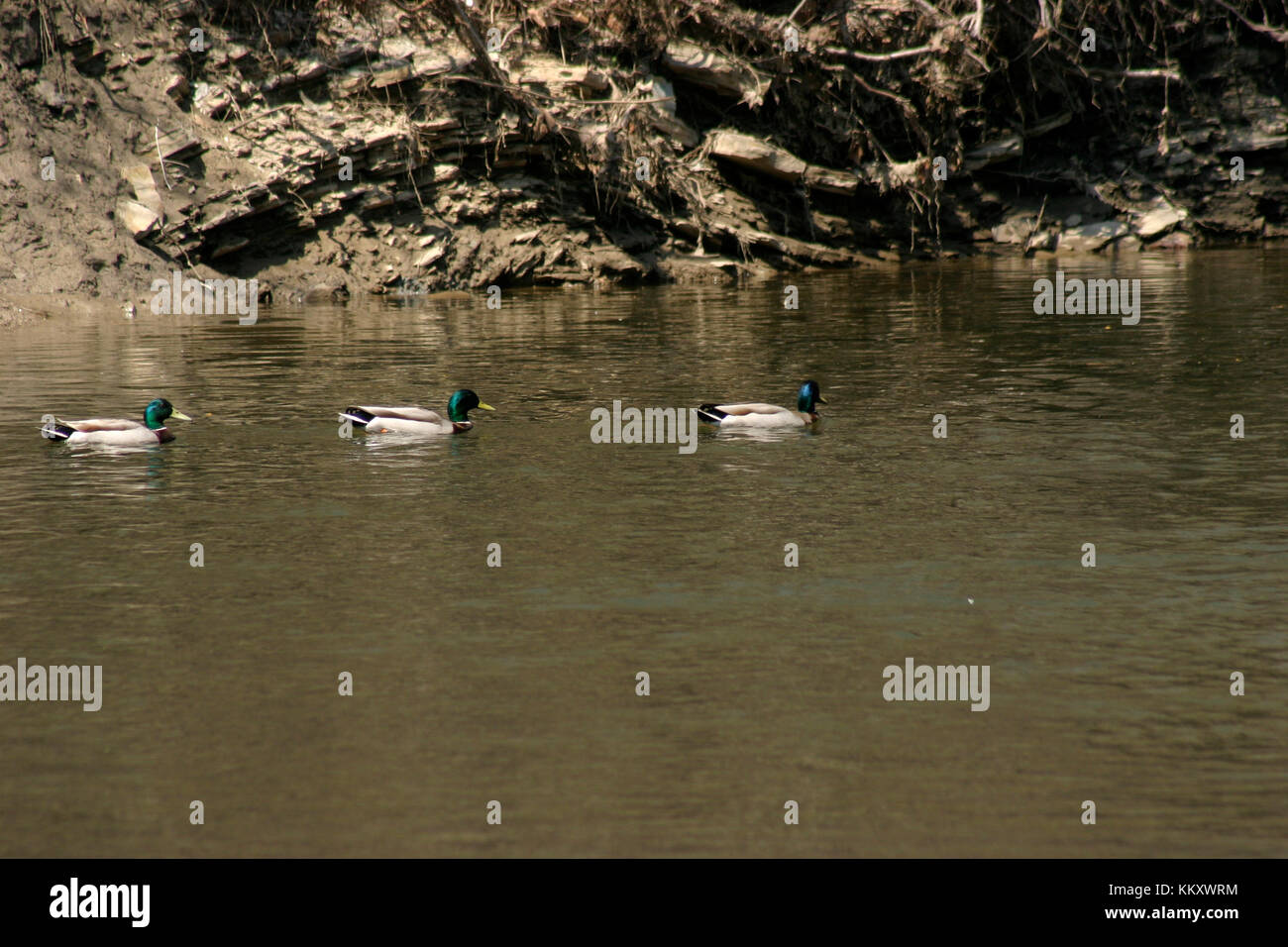 Mallard duck males on water Stock Photo - Alamy