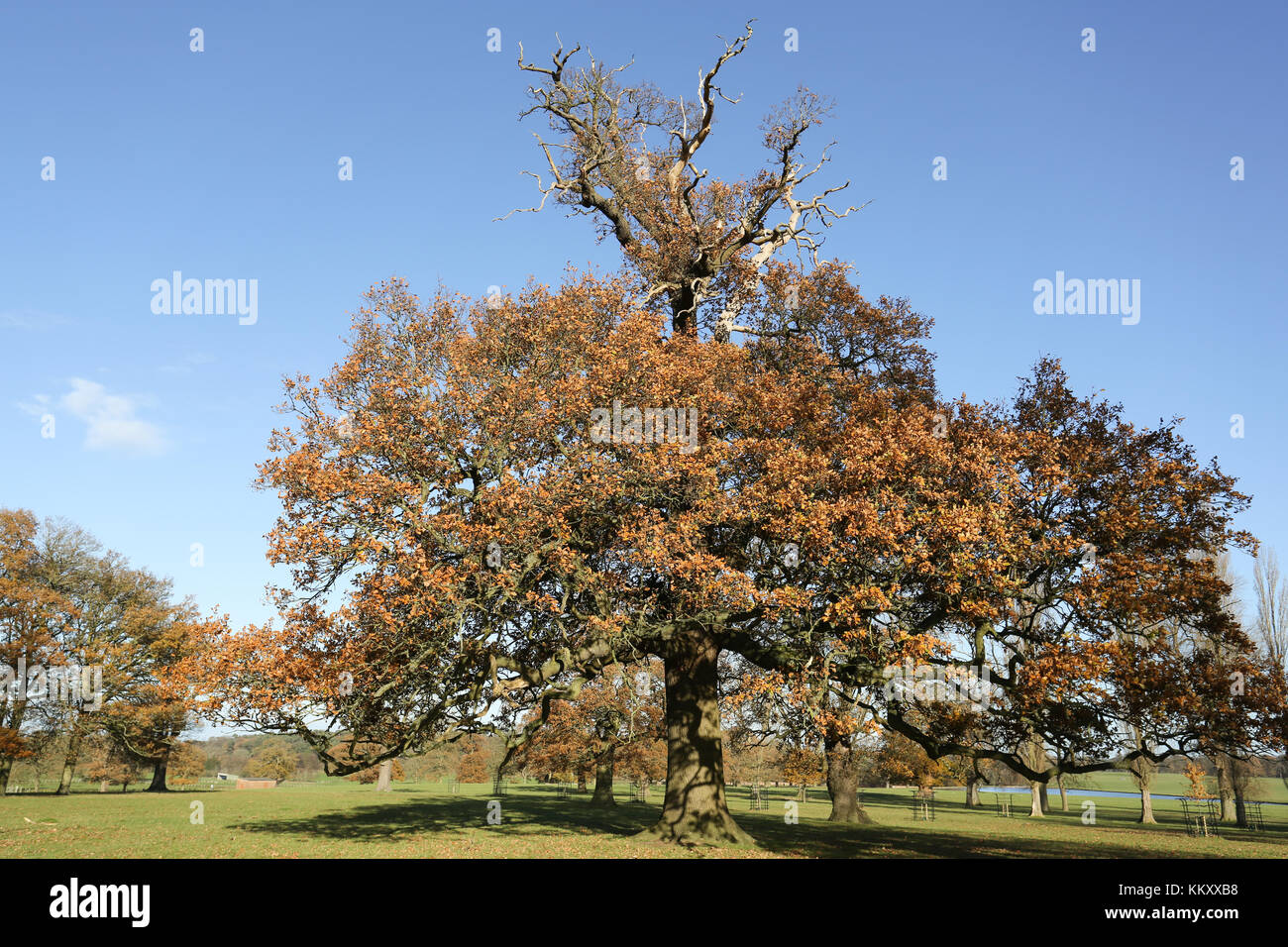 An autumn landscape scenic view of a mighty Oak tree at Woburn, Uk ...