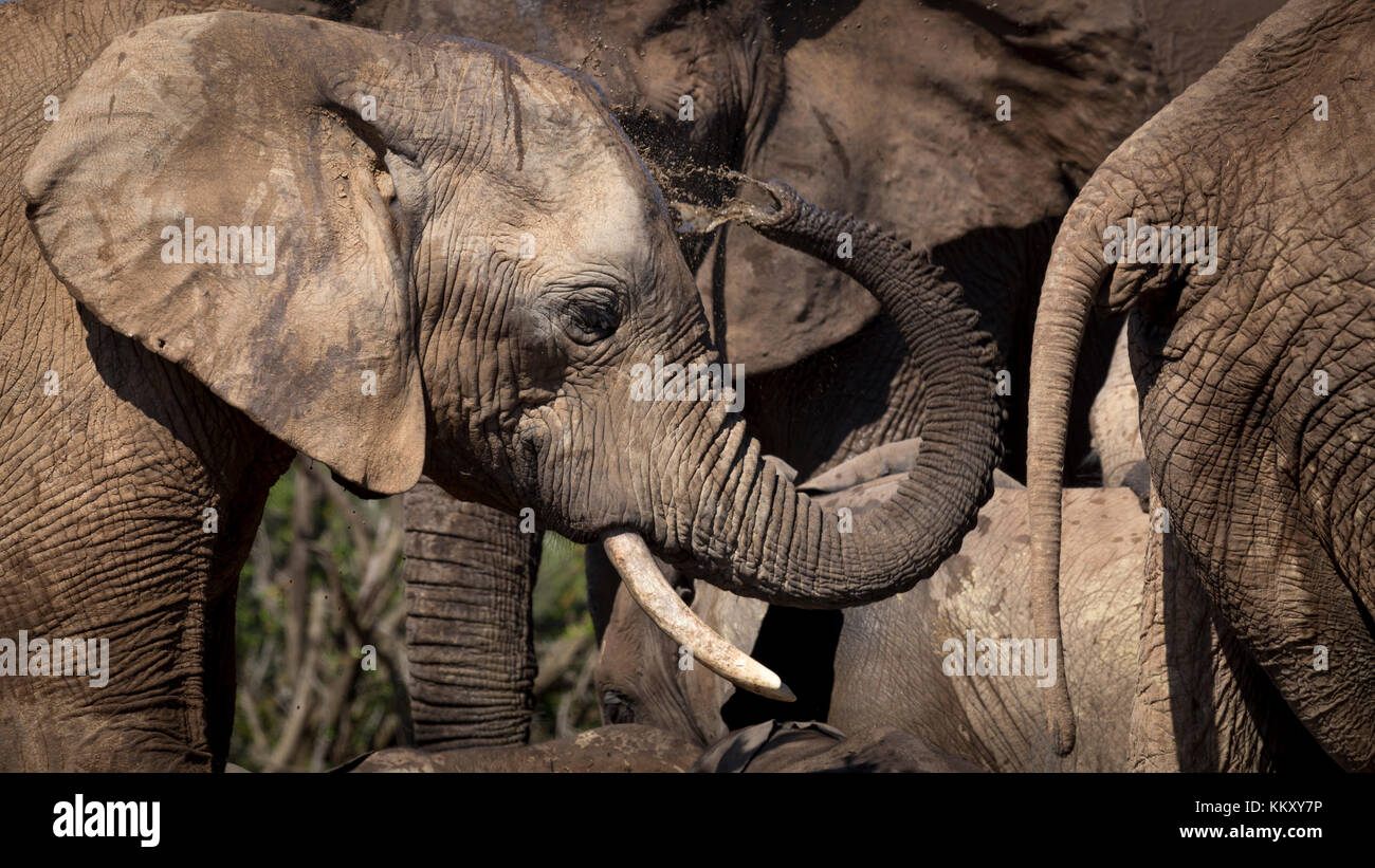 Addo Elephant National Park Stock Photo - Alamy