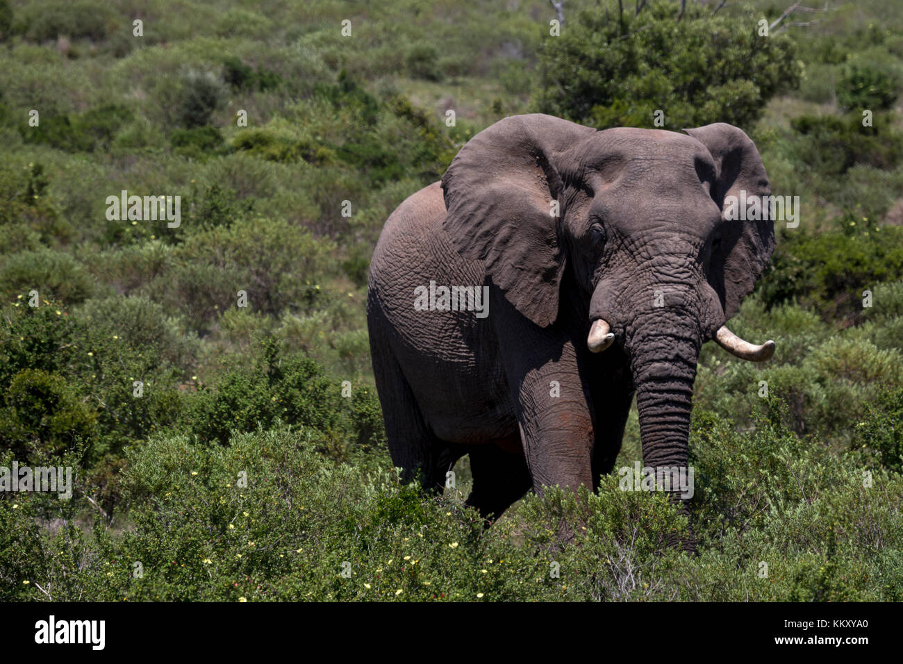 Addo Elephant National Park Stock Photo - Alamy