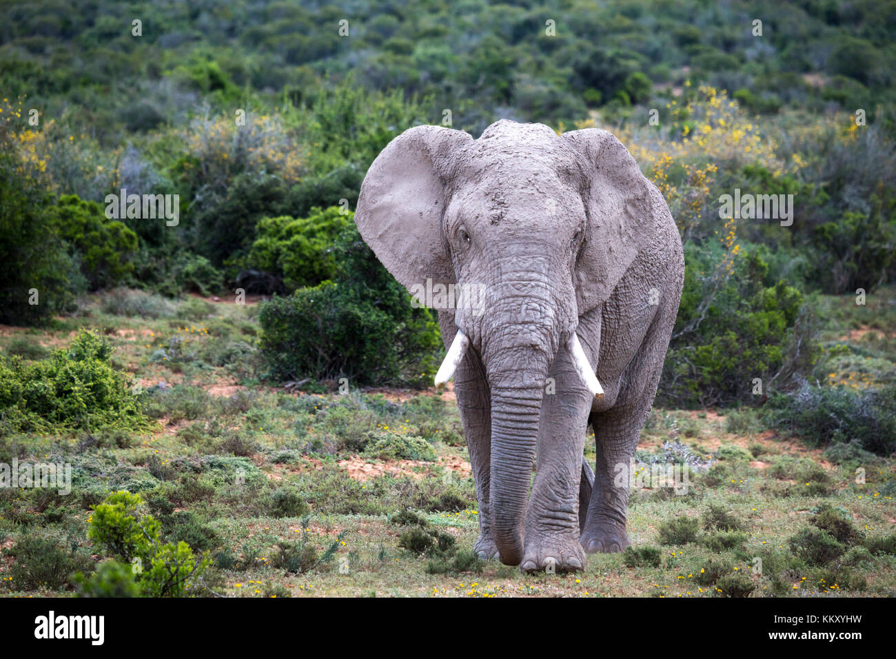 Addo Elephant National Park Stock Photo - Alamy
