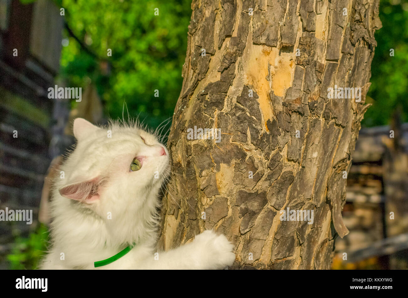 Climbatree hi-res stock photography and images - Alamy